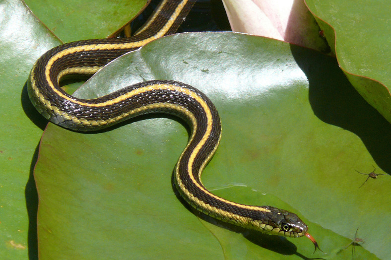 A3STH3TIC - Snakes
