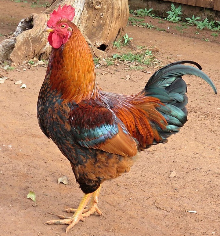 Alkitabia - GALLINA