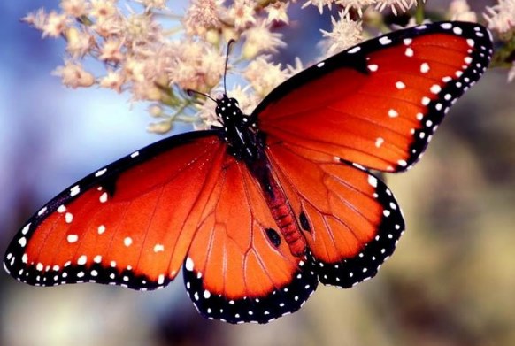 PAPILLONS | Ancolie