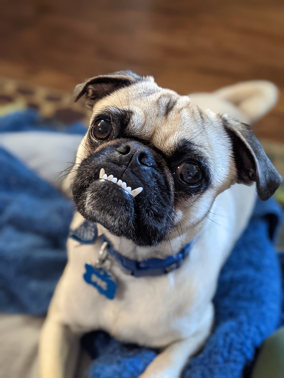 Pig Dog