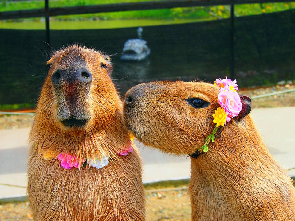 Anyusha - capybara