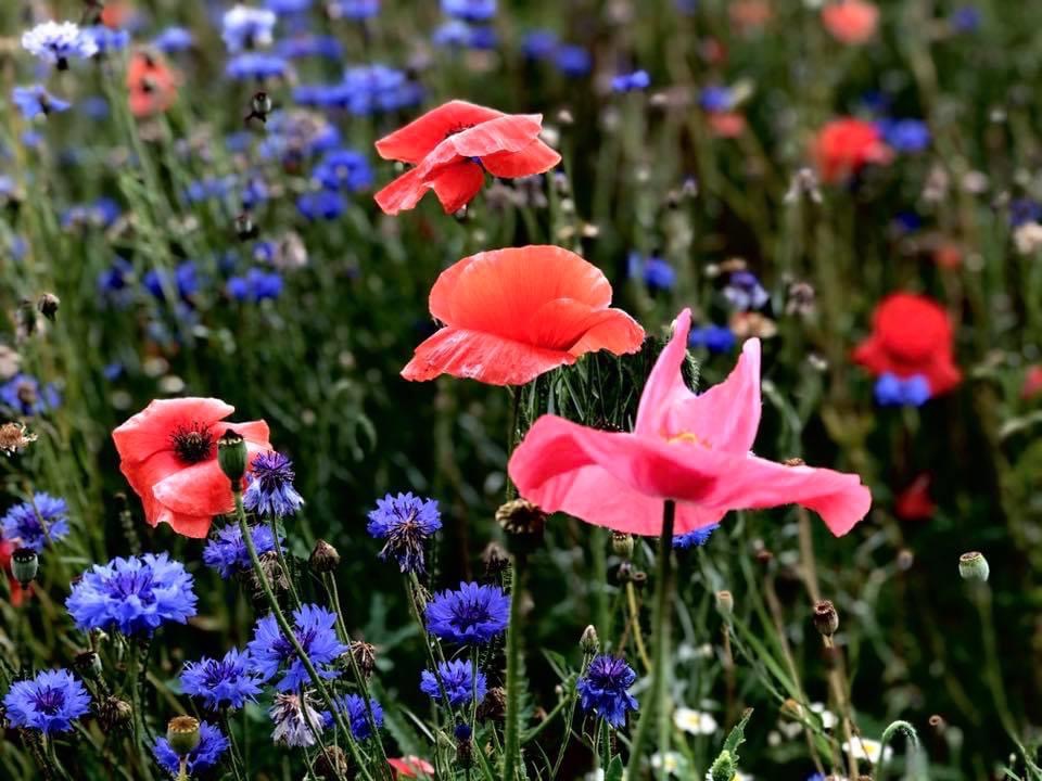 Flowers