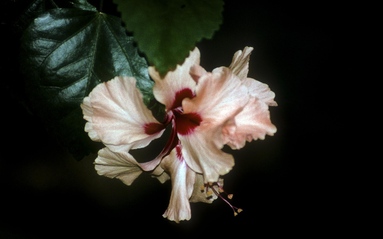 AMAZON JUNGLE
