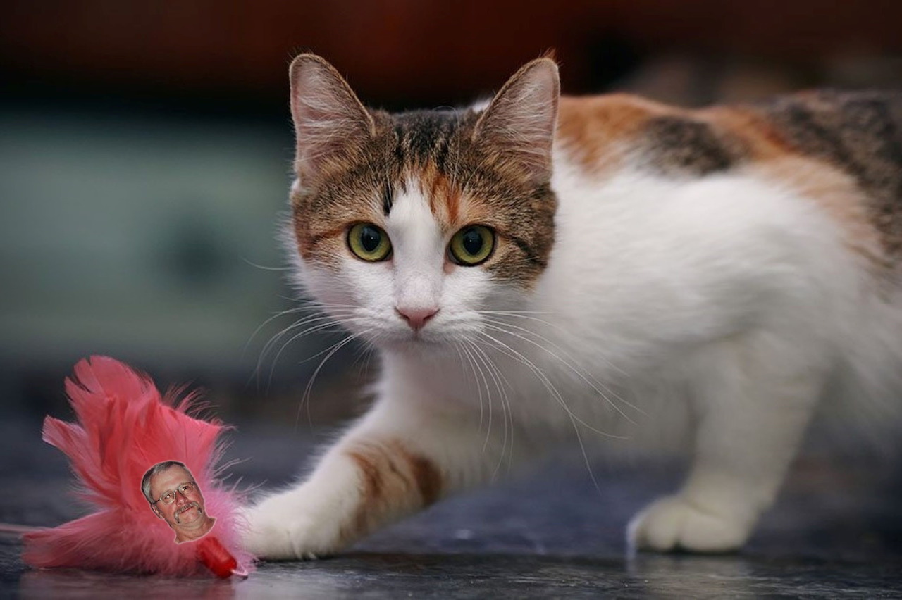 Cat Wars | BluePenguin