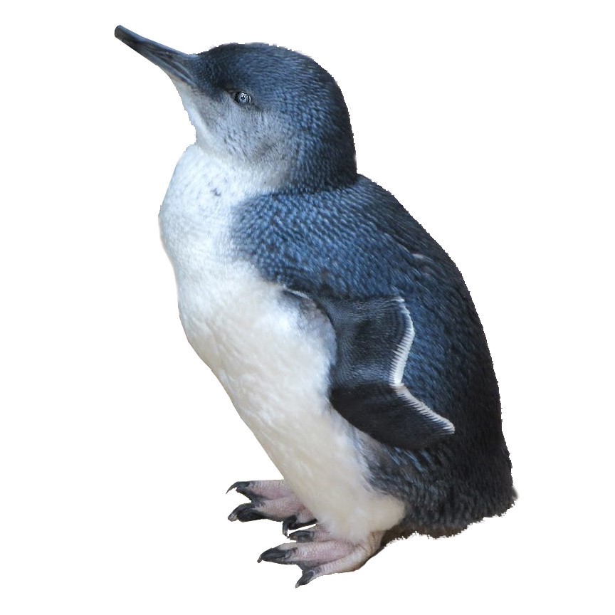 BluePenguin