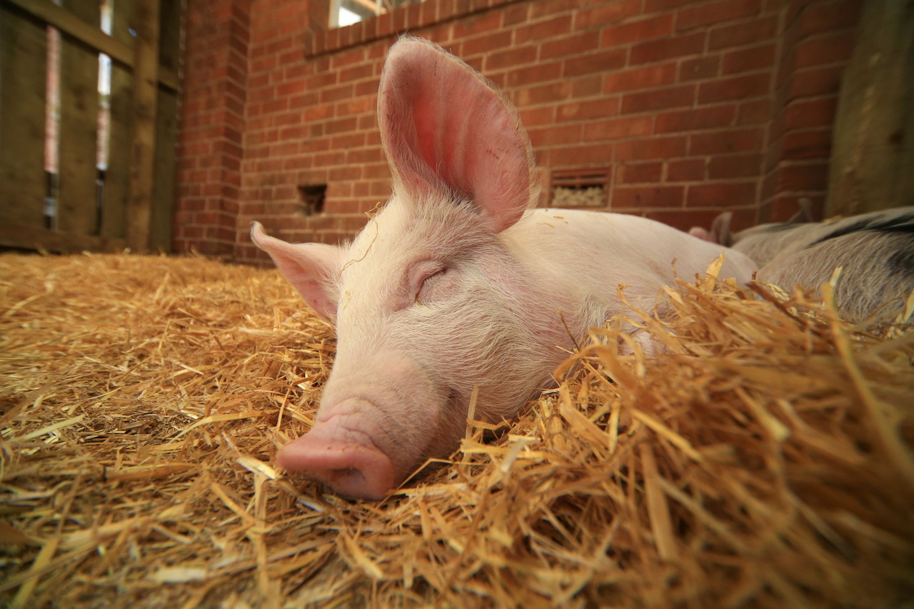 FARM ANIMALS