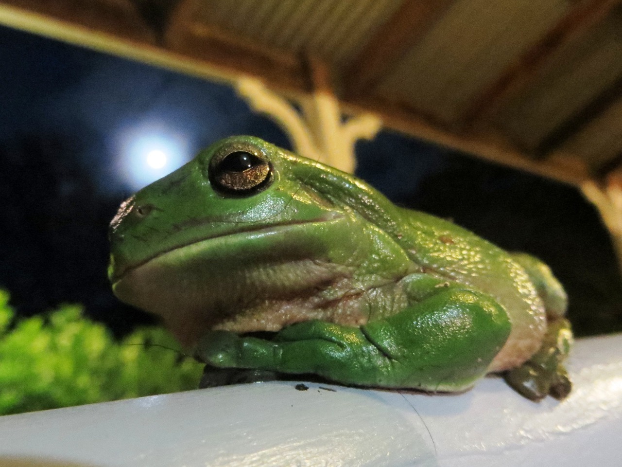 Carbiculture - Full moon frog