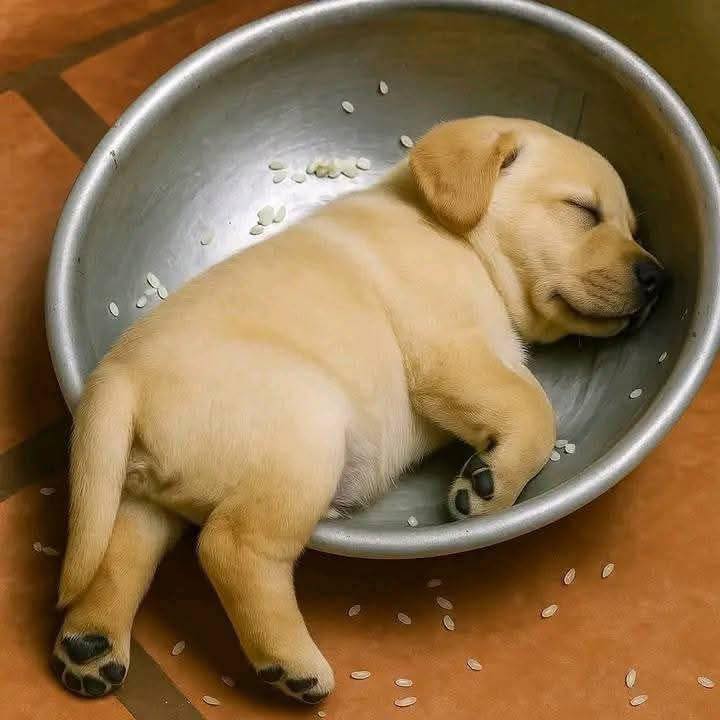 Image cute