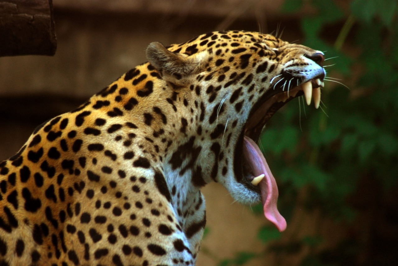 Colossus - Wild Animals