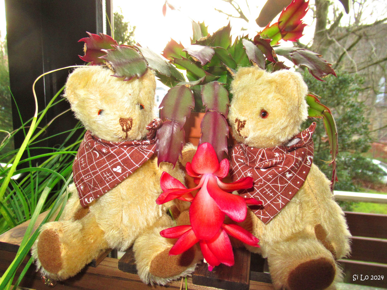my teddies