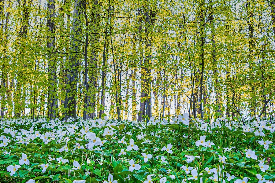 Winter and Spring