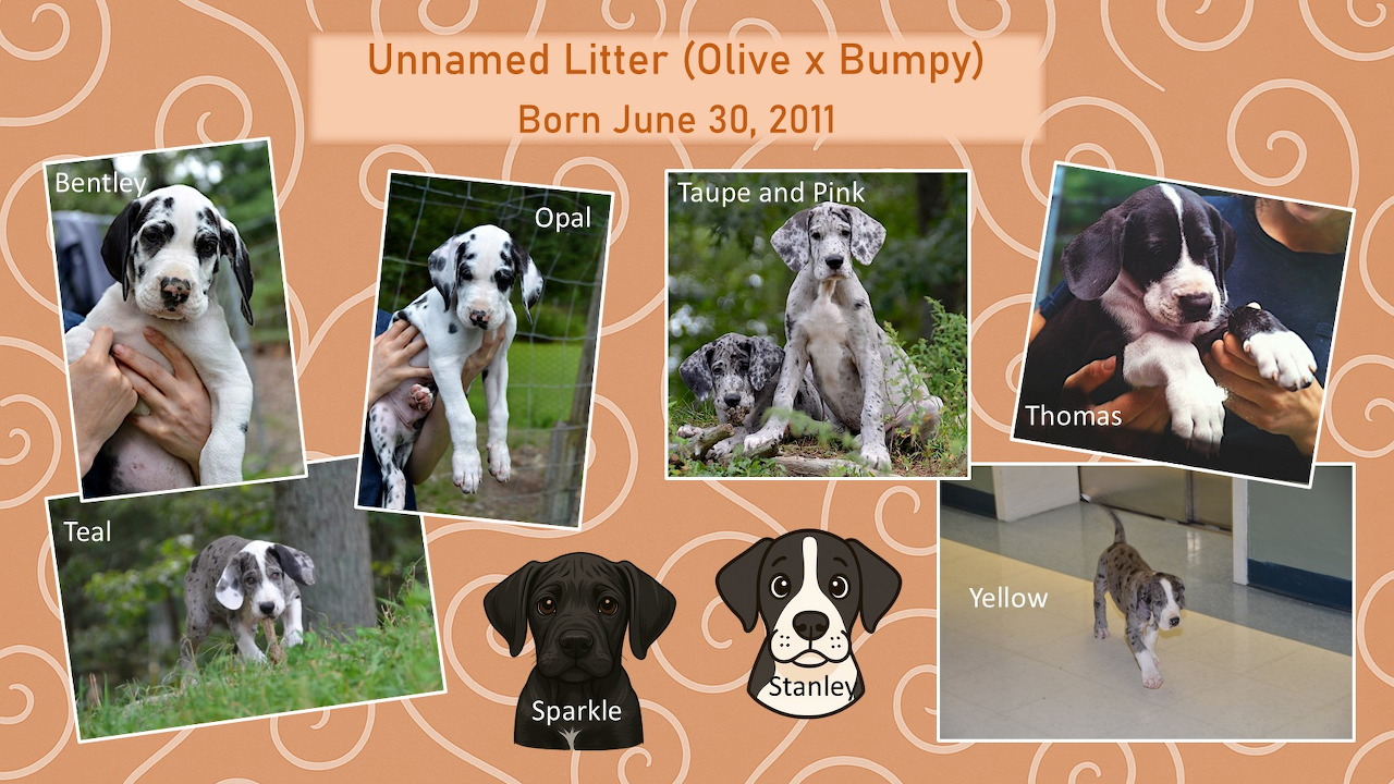 Olive & Bumpy 2011 Litter