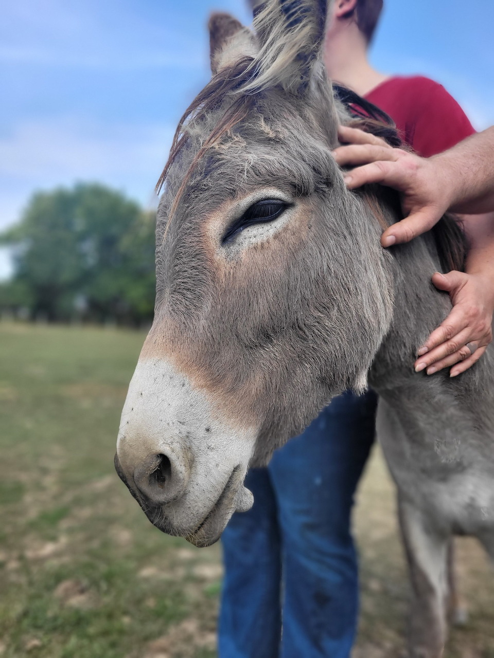 Donkey