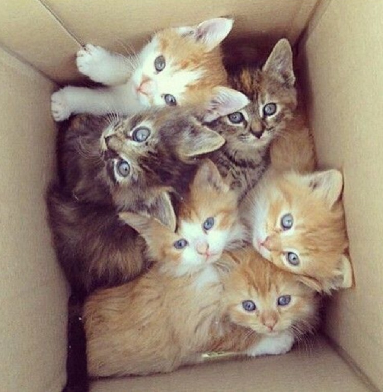 Cats in Boxes
