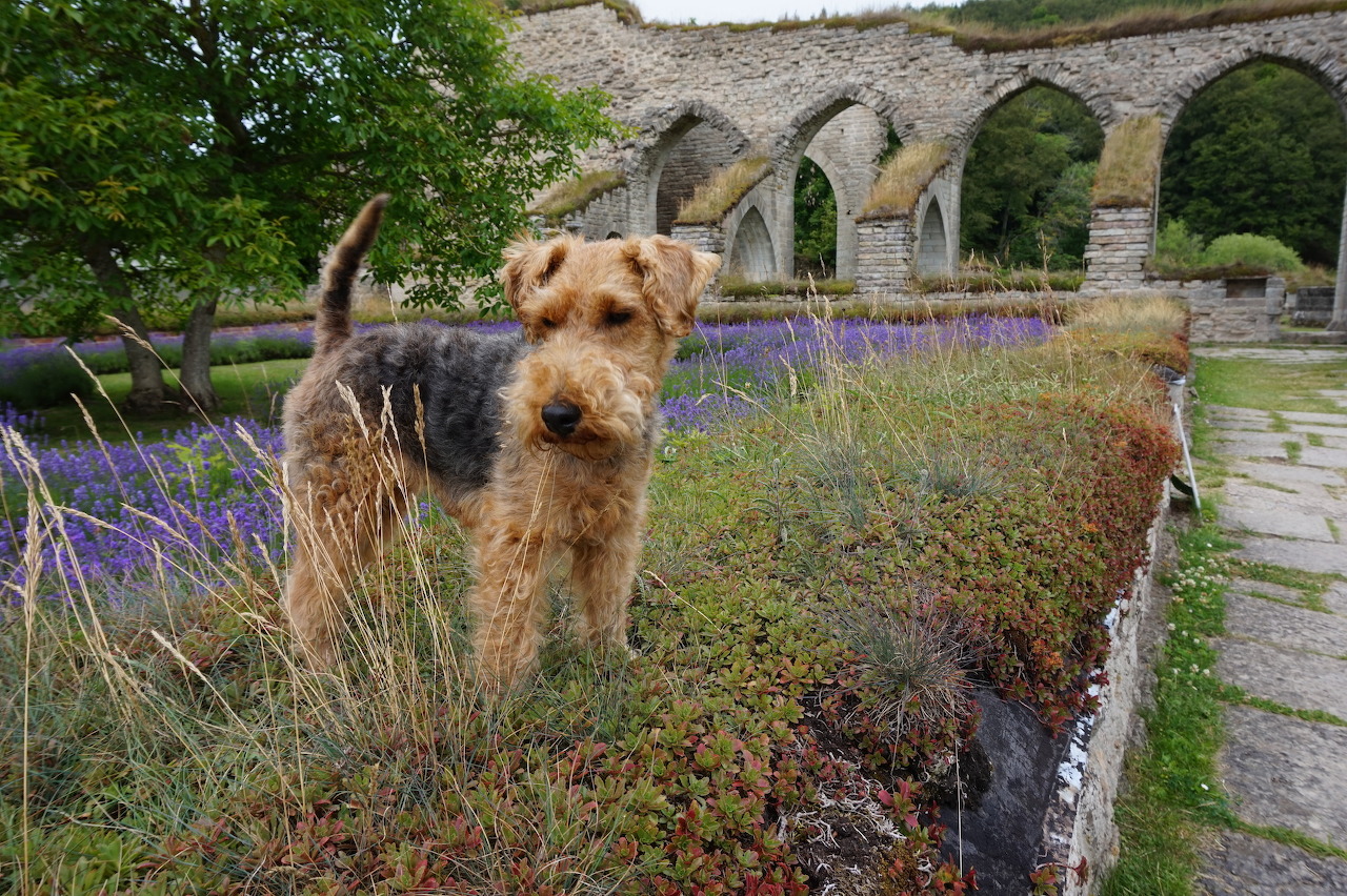 EbbaEbba - Welsh terrier