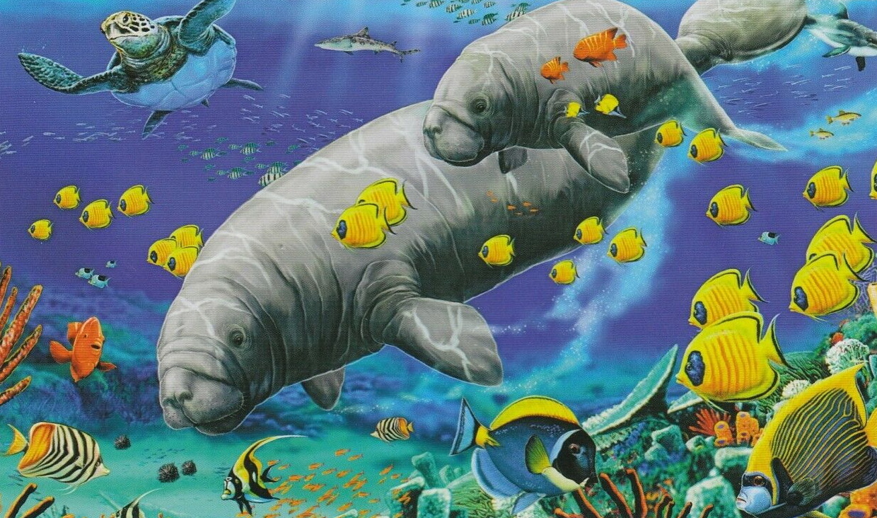 Manatee | FearlessJane1