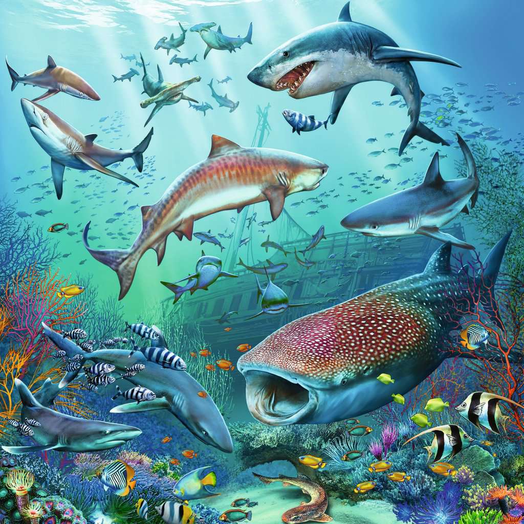 Sharks