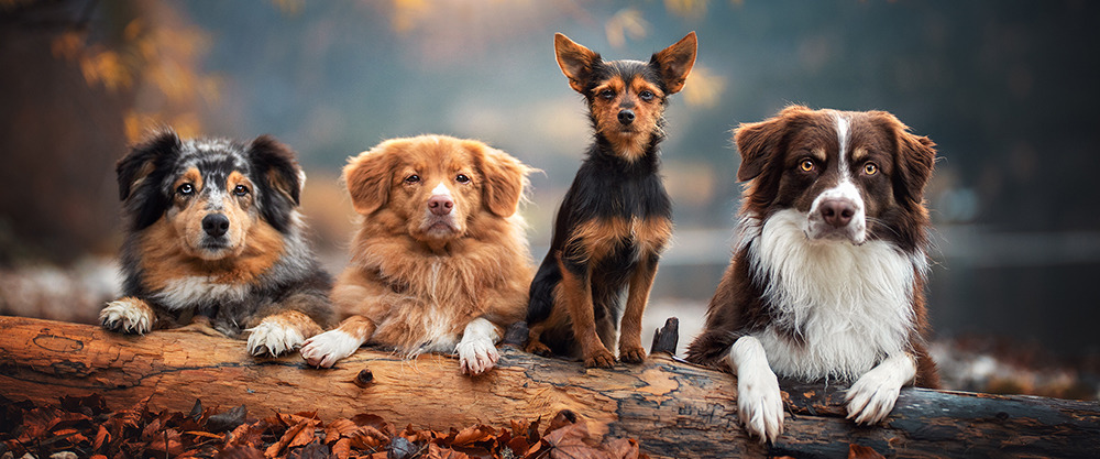 Felline - Dogs