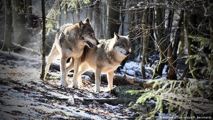 FireWolf058 - Real Wolves