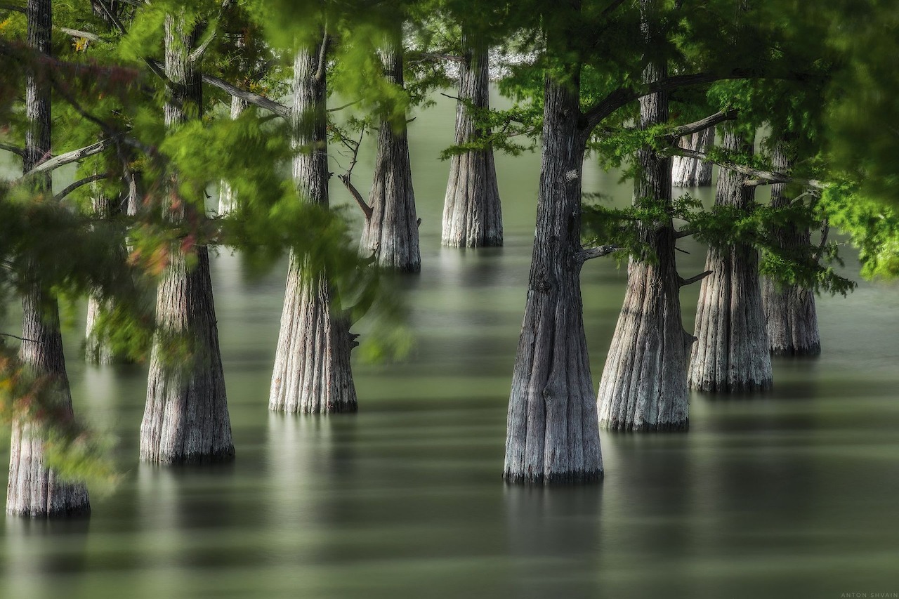 FOREST