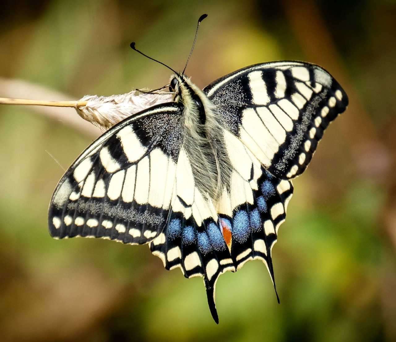 Butterflies