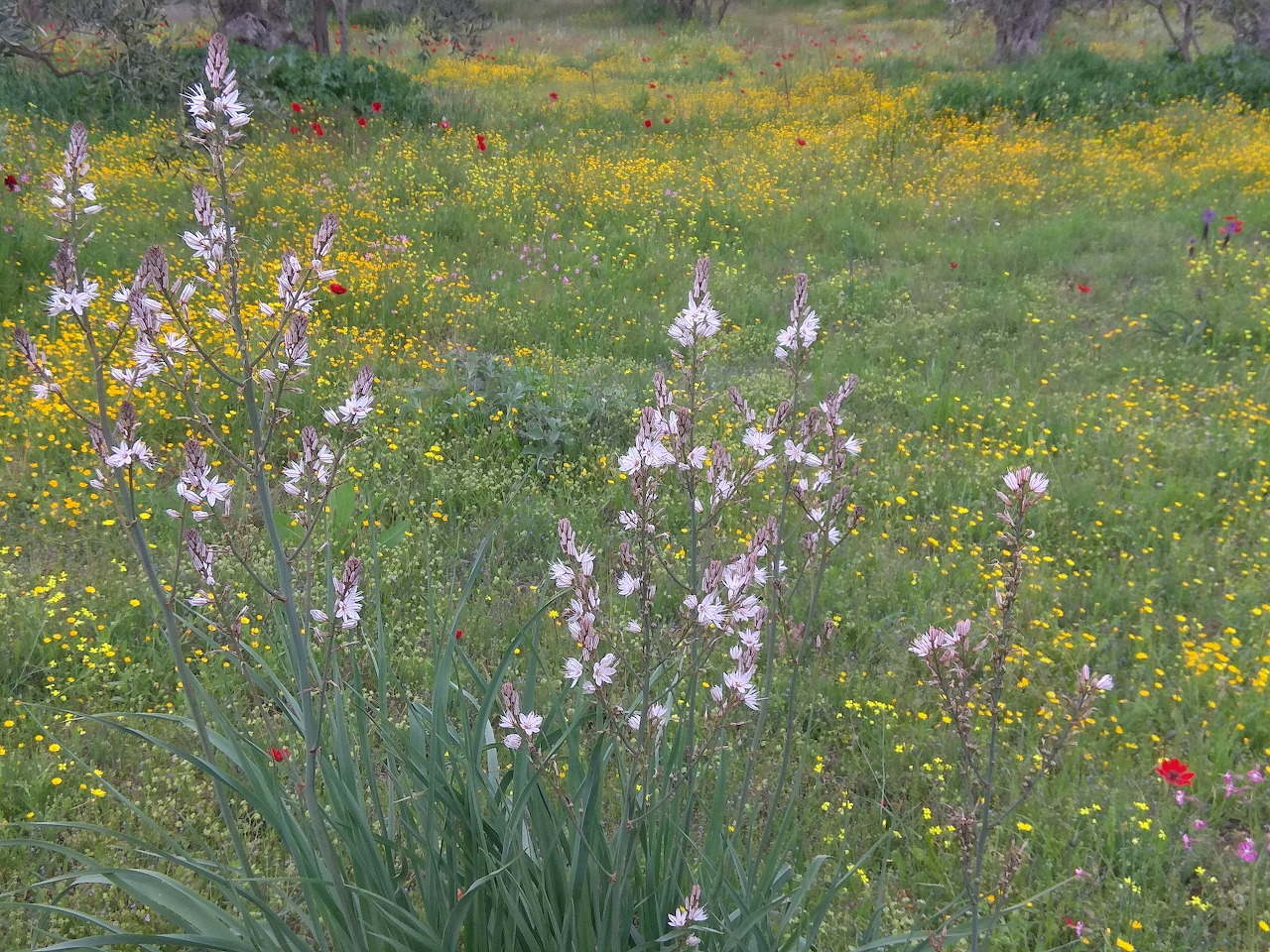 Helengr - FLOWERS