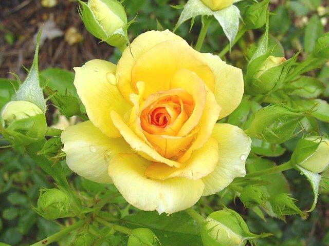 YELLOW ROSES OF TEXAS