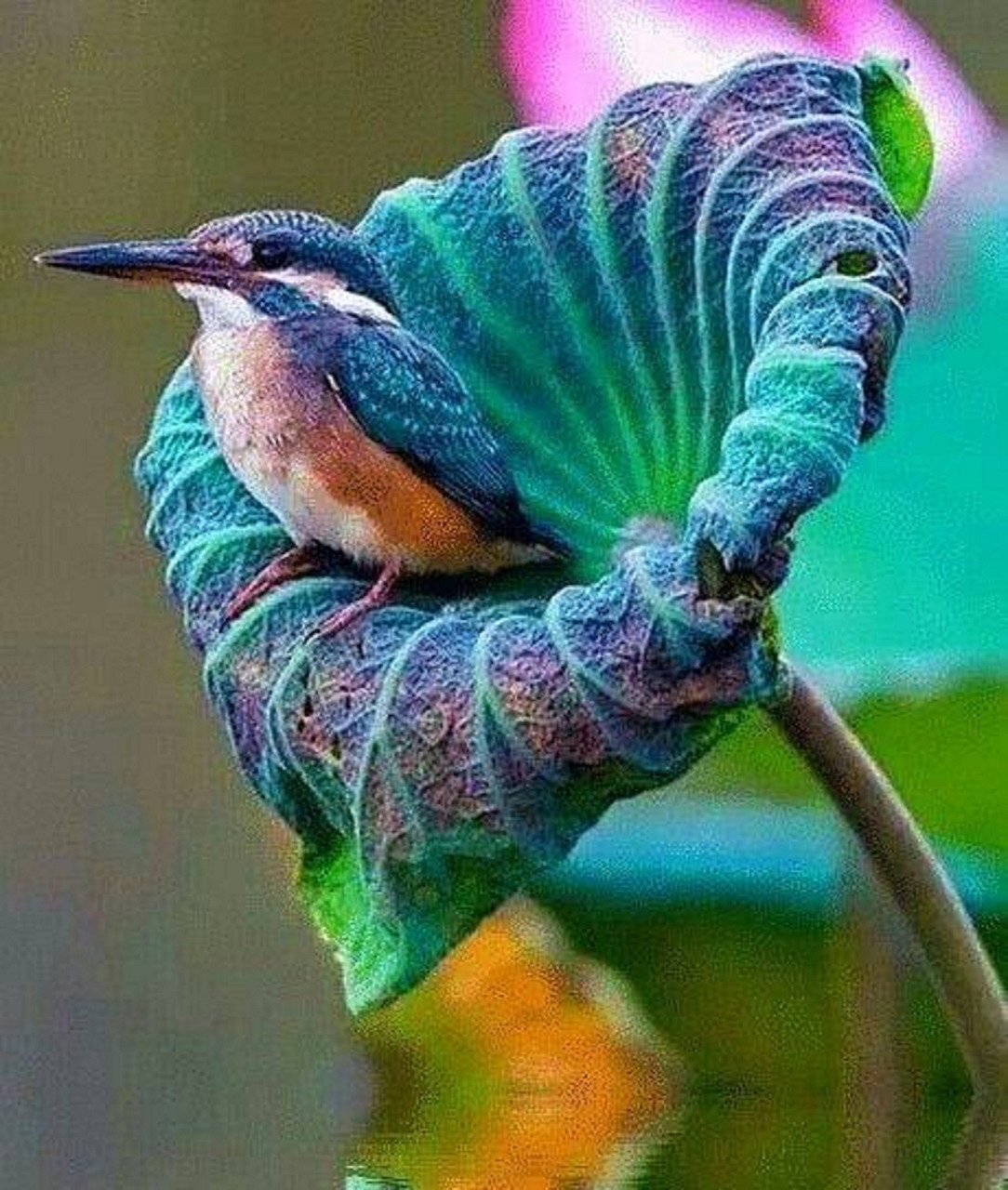 IANOU - Coraciformes