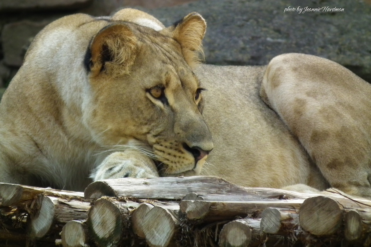 Wildlife