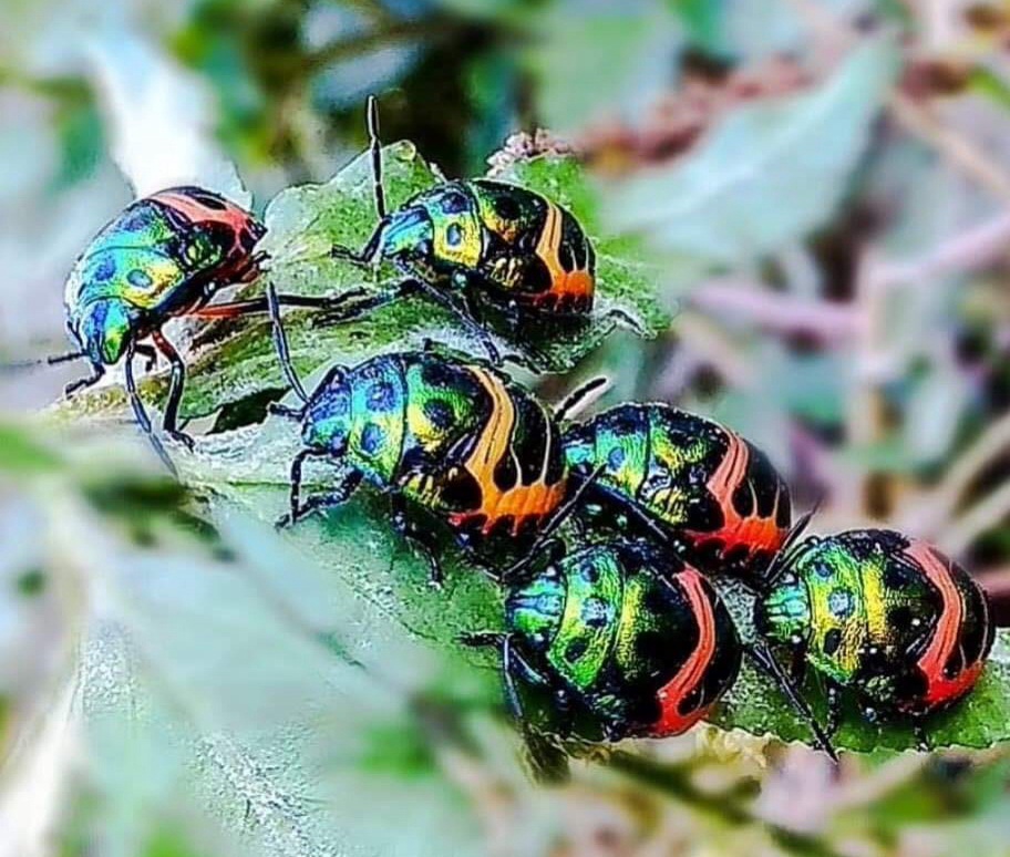 JULINA - Bugs