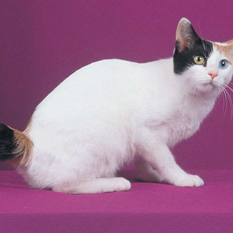 Japanesebobtail