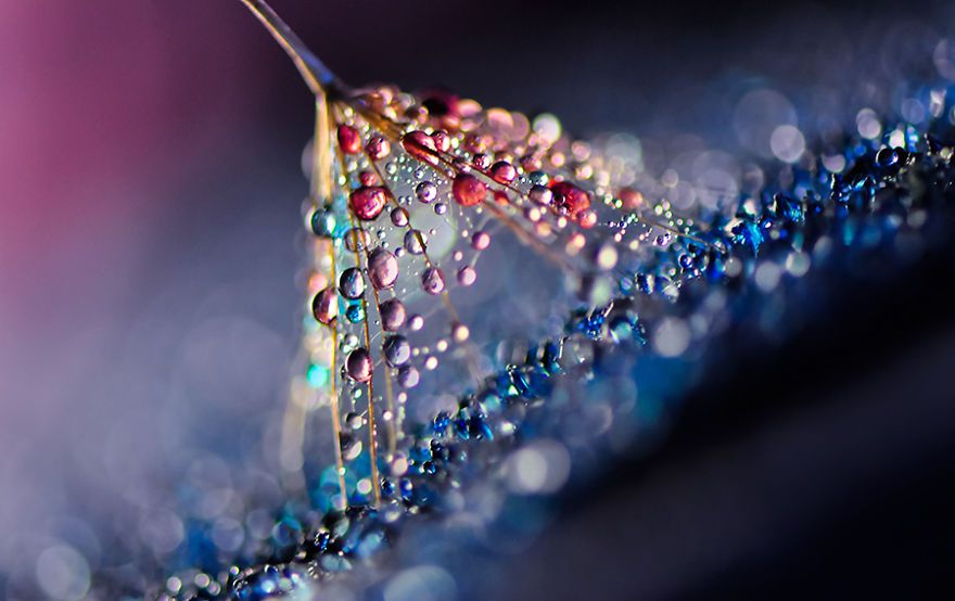 JollyDevil - Macro & Micro photo