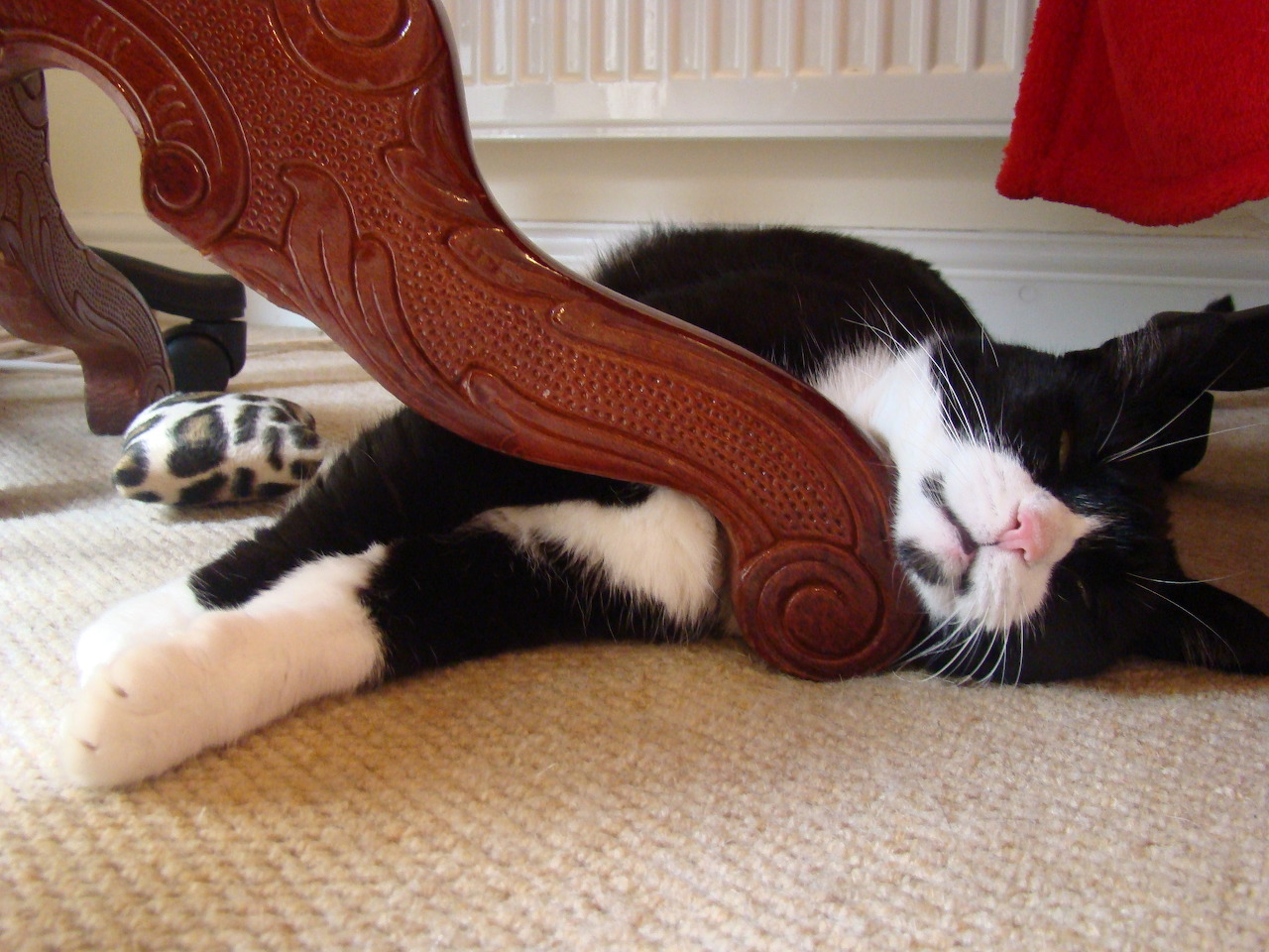 KazzyJS - Smudge the Comical Cat