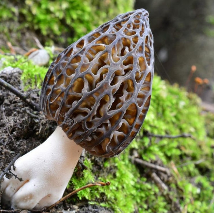 champignon | Klou