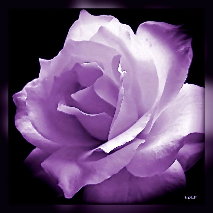 LavenderRose