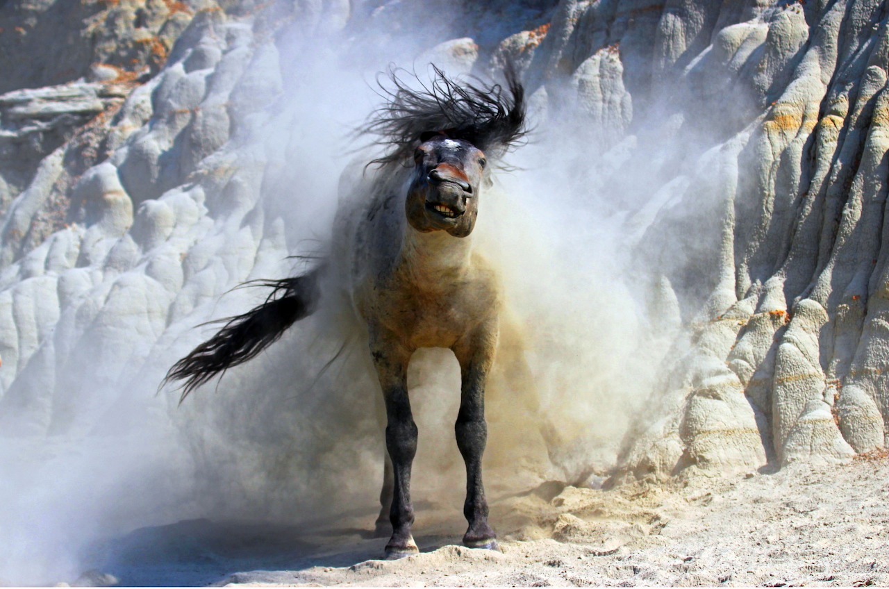 Wildlife | LyleK