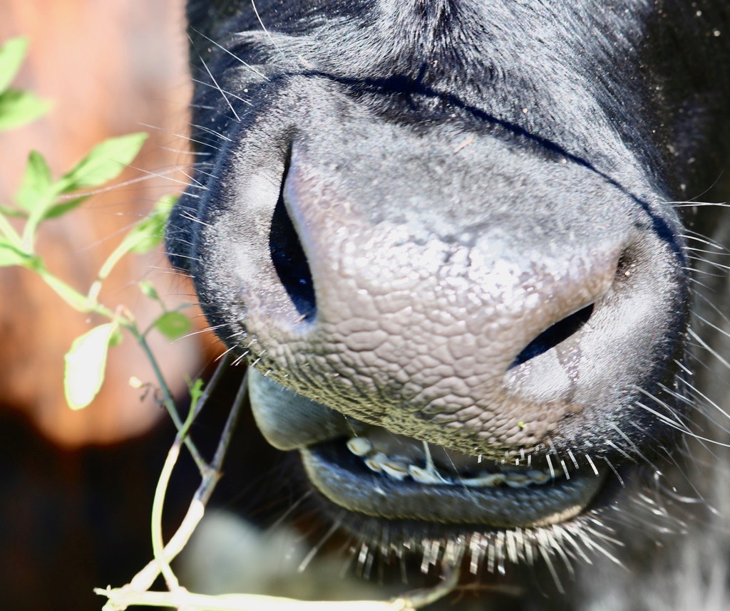 Cows | MarlenHurter