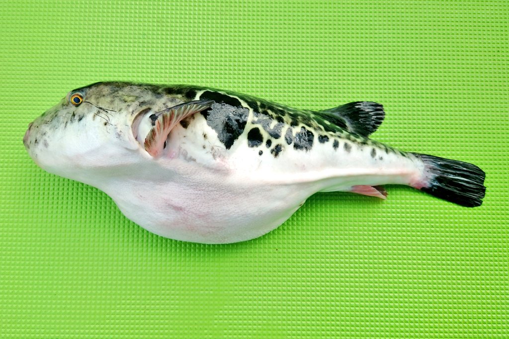 Mars2023 - Caught Fish