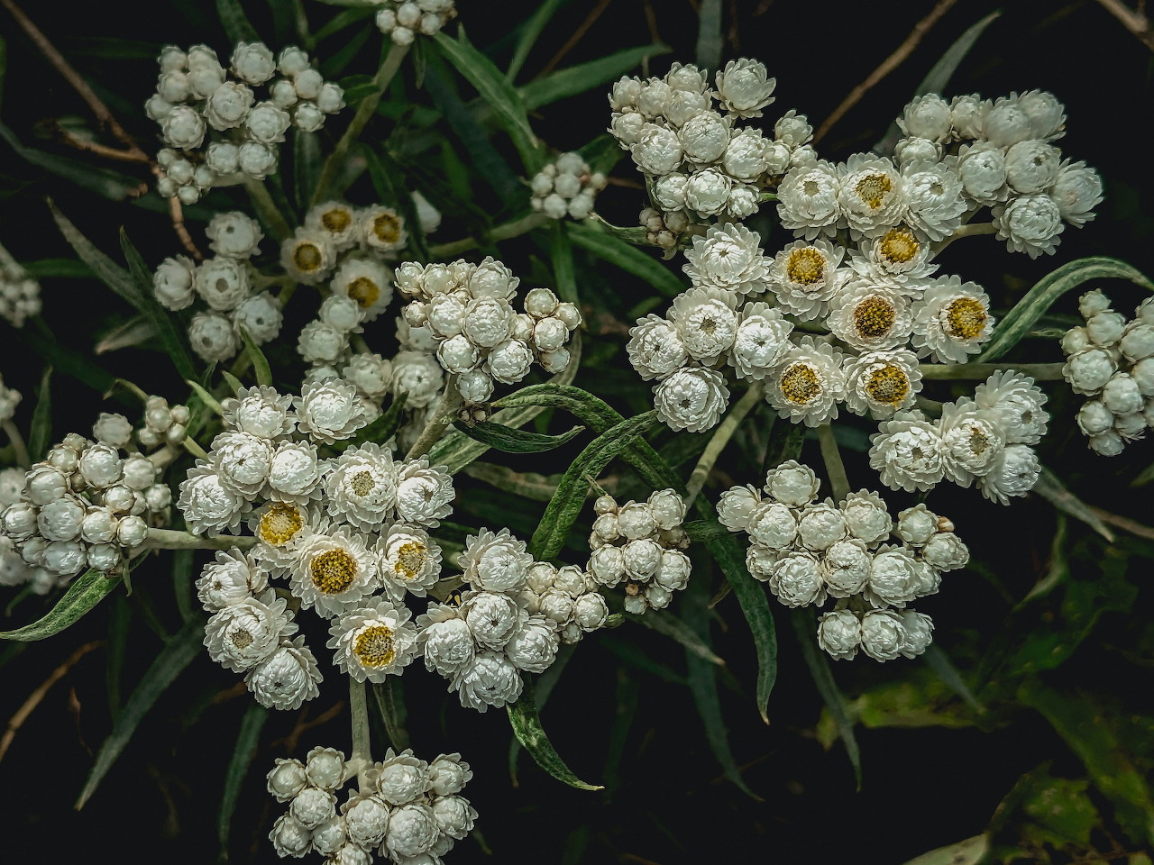 🥀🌳🍄 | Murmurations