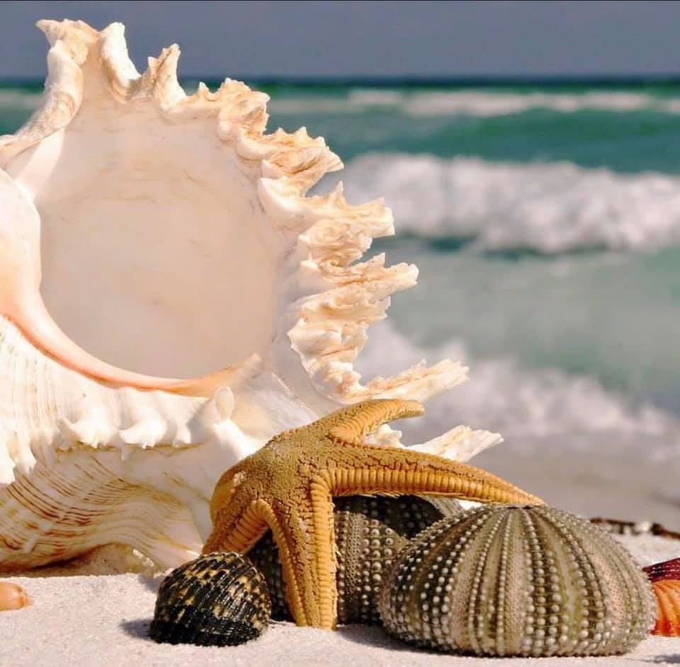 Shells & Boats | NatalieAnn