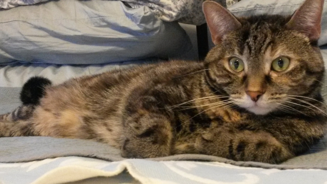 OrdinaryEarthling - Animals