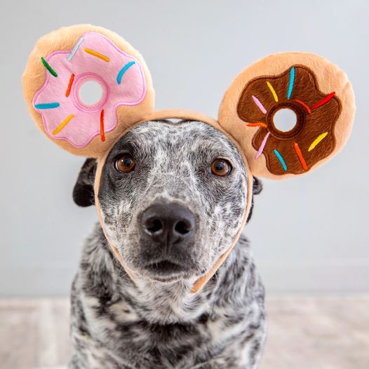 Silly Dogs | Princess9095