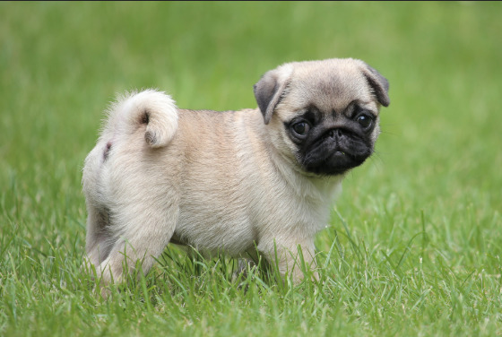 Pugs