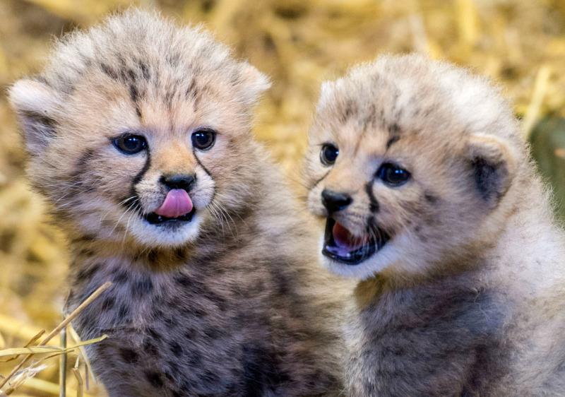CHEETAHS!!!!