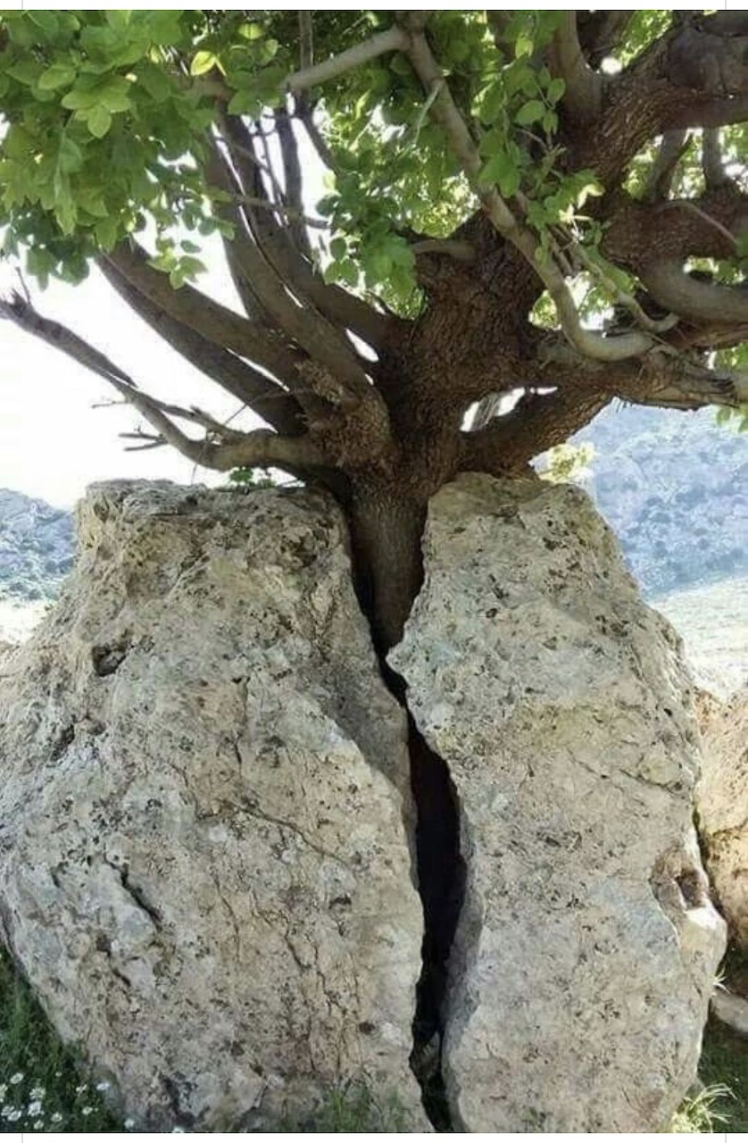 QueenMapela - Tenacious Trees