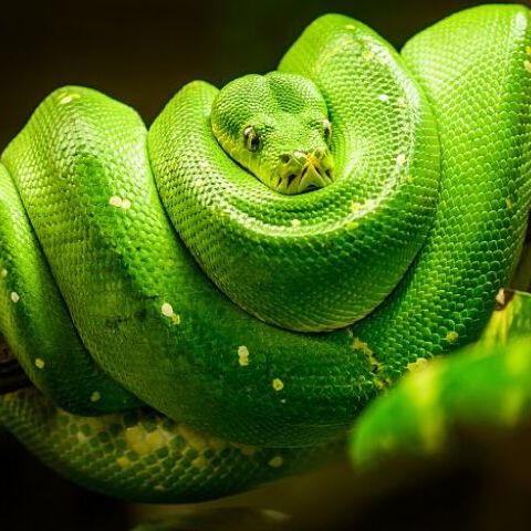SNKSnake