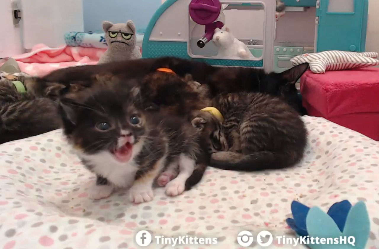 Tiny Kittens