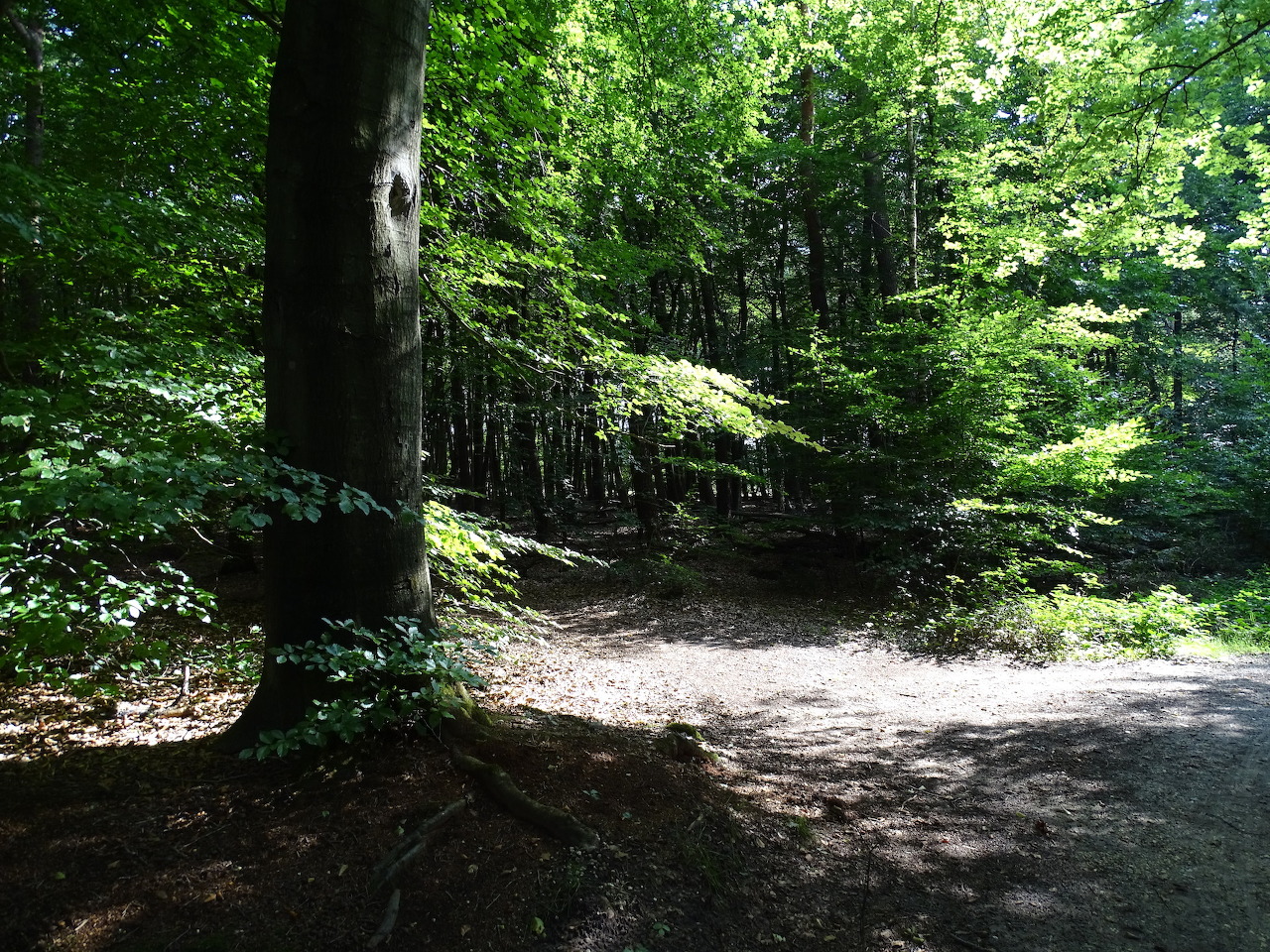 Veluwe