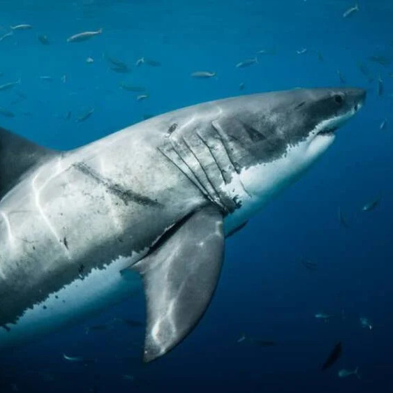 SharkGutz83