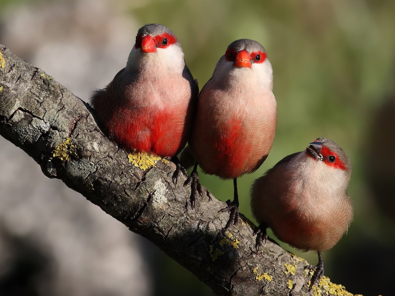 Sisser - Finches 🐦